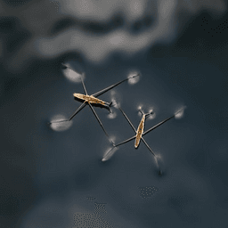 Water Strider Challenge: Make a Bug Walk on Water! | Science Fair ...